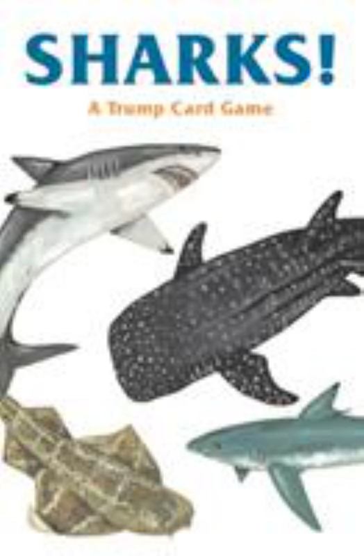 Sharks by Kelsey Oseid | Harry Hartog – Harry Hartog Bookseller