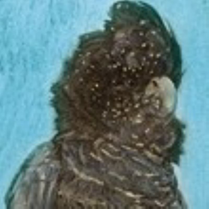 Black Cockatoo by Carl Merrison | 9781925360707 | Harry Hartog